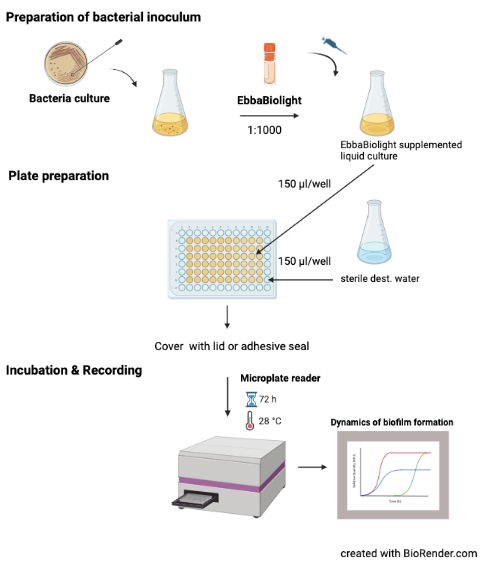 Monitoring curli production in liquid culture using EbbaBiolight – Ebba ...