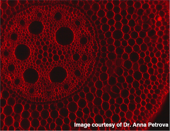 Carbohydrate content and elasticity of cell walls in elongating maize ...