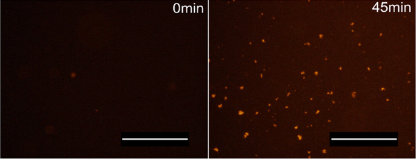 Amytracker for staining recombinant Spider Silk microspheres – Ebba ...