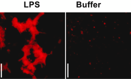 Protein aggregation in wound healing – Ebba Biotech AB