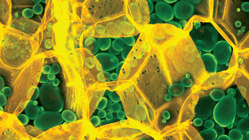 Carbotrace 680 for carbohydrate anatomical mapping – Ebba Biotech AB